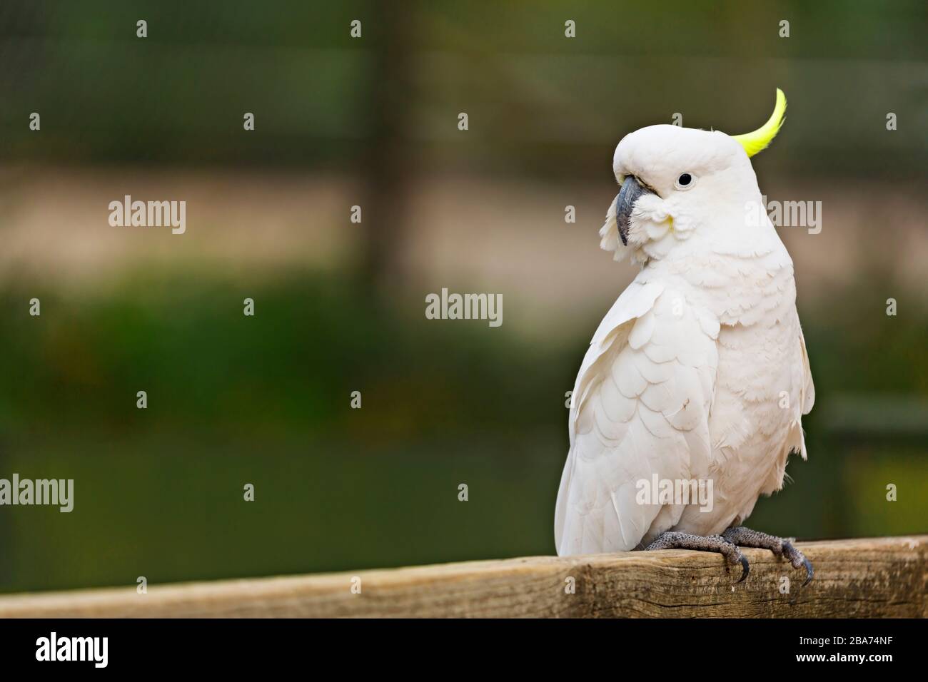 Birds / Australian Sulphur Crested Cockatoos in Halls Gap, Victoria ...