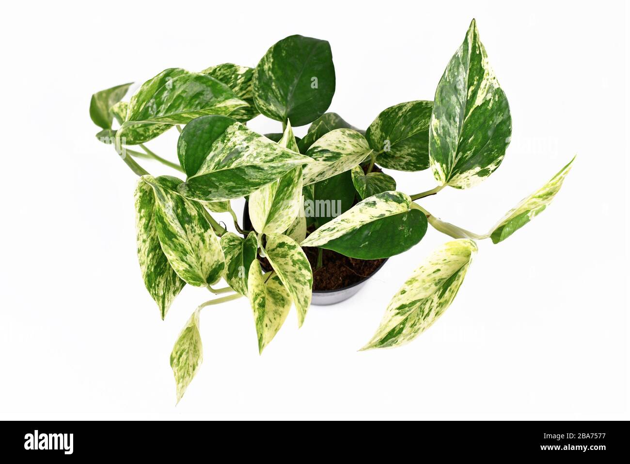 "Epipremnum Aureum Marble Queen' pothos house plant on white background ...