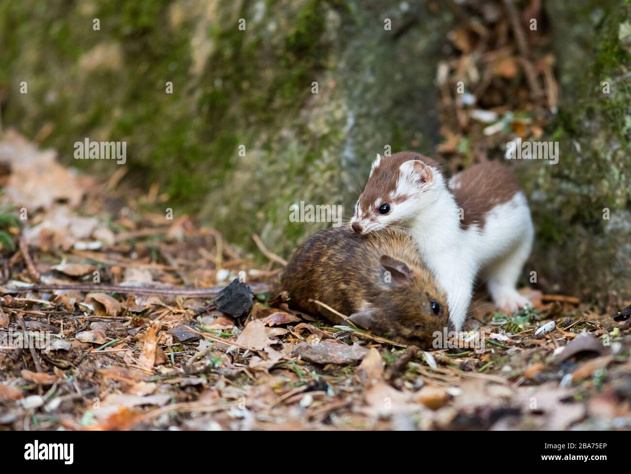 Least weasel prey hi-res stock photography and images - Alamy