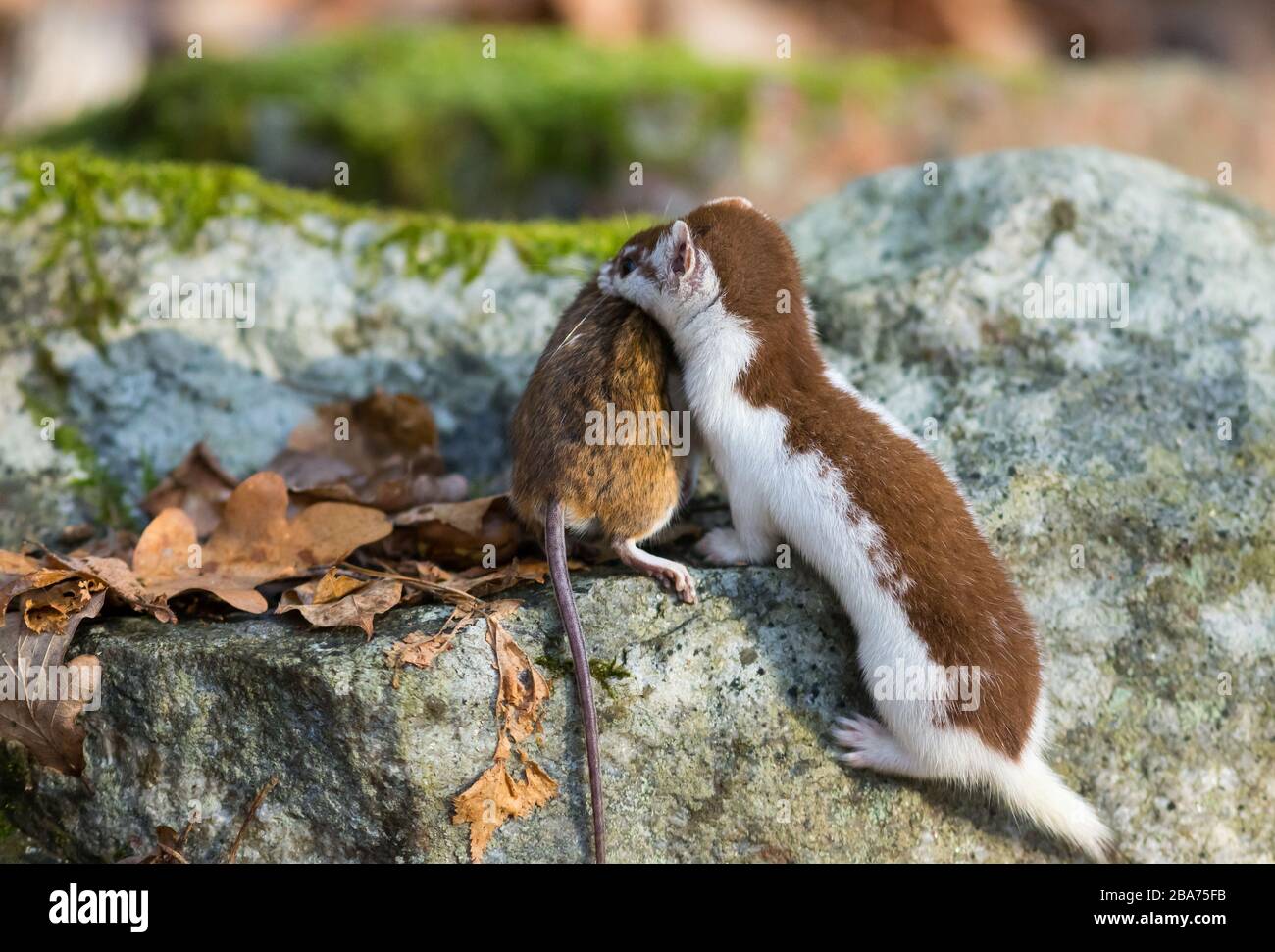 Weasel with mouse hi-res stock photography and images - Alamy