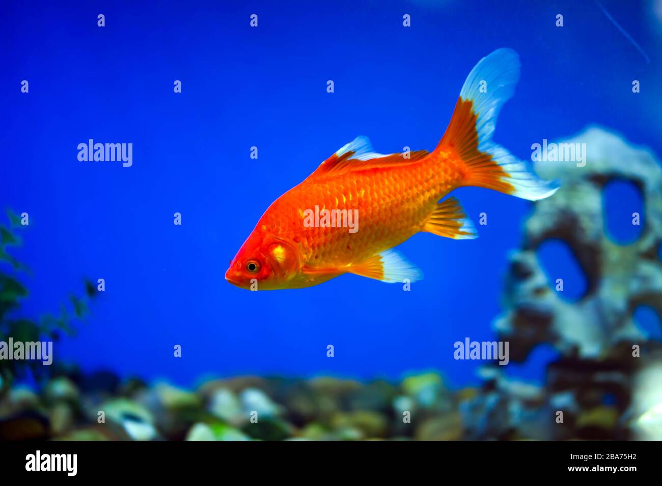 Ornamental fish, koi fish, blue background Stock Photo - Alamy