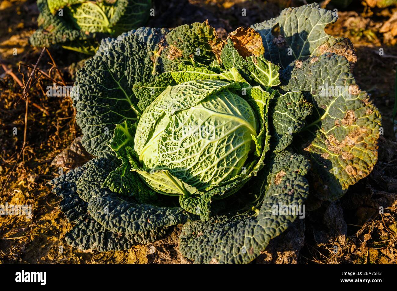 Mature growth cabbage field hi-res stock photography and images - Alamy