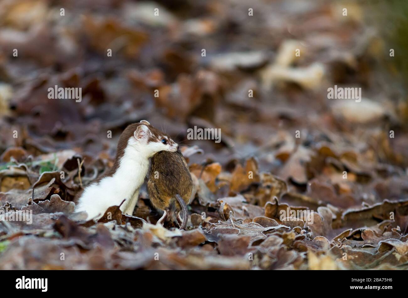 Least weasel with prey (Yellow-necked mouse Stock Photo - Alamy