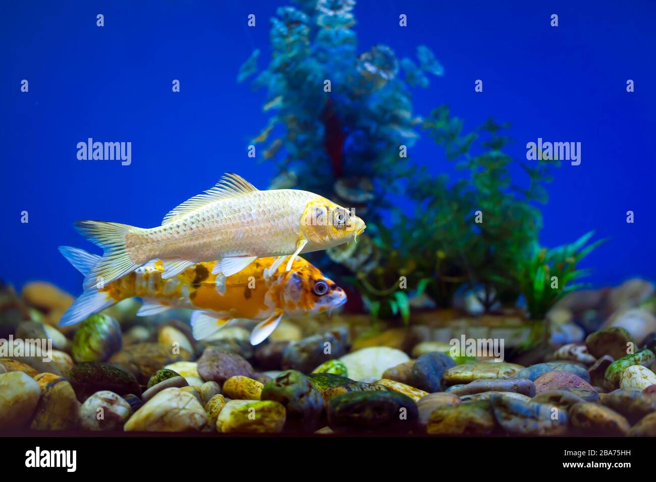 Ornamental fish, koi fish, blue background Stock Photo - Alamy