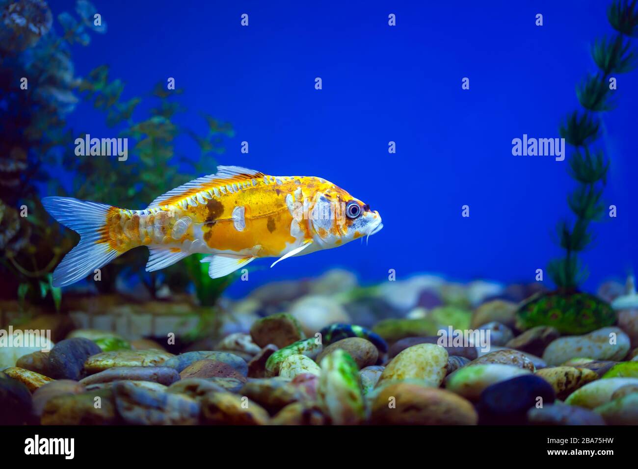 Ornamental fish, koi fish, blue background Stock Photo - Alamy