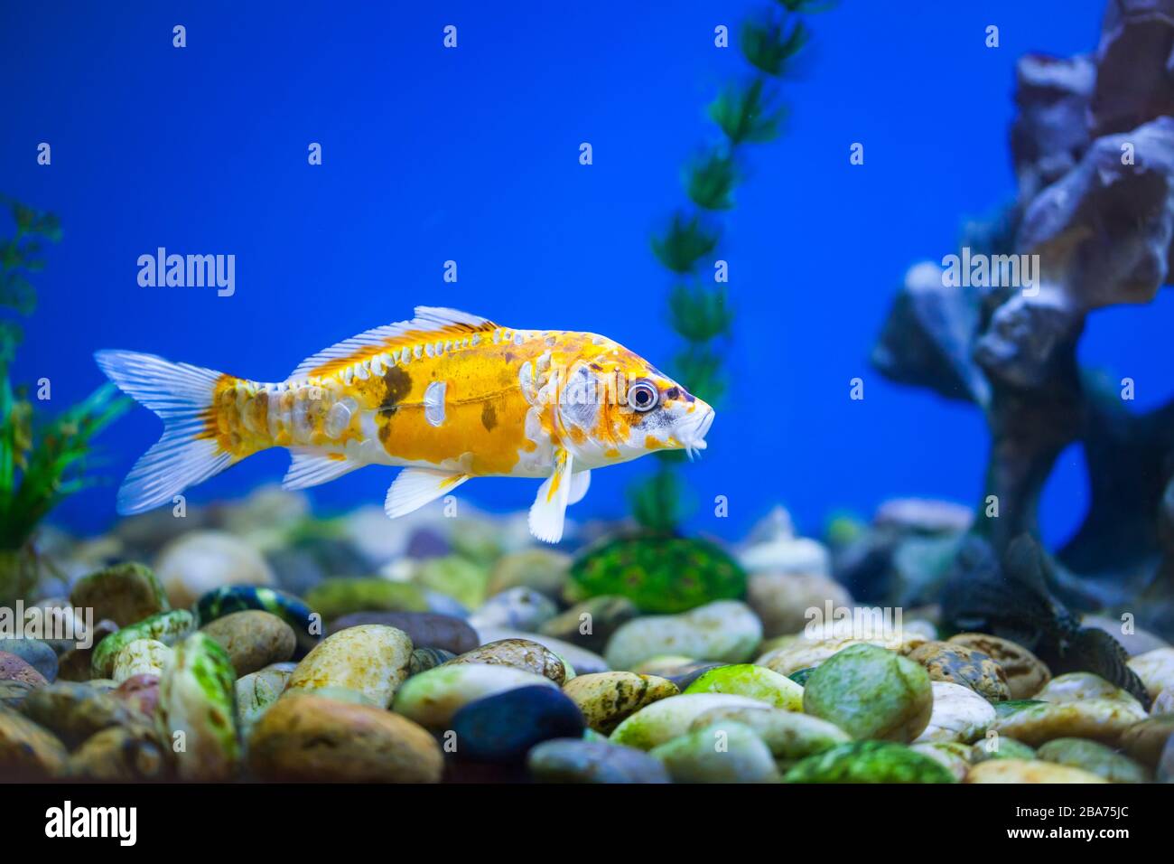Ornamental fish, koi fish, blue background Stock Photo - Alamy