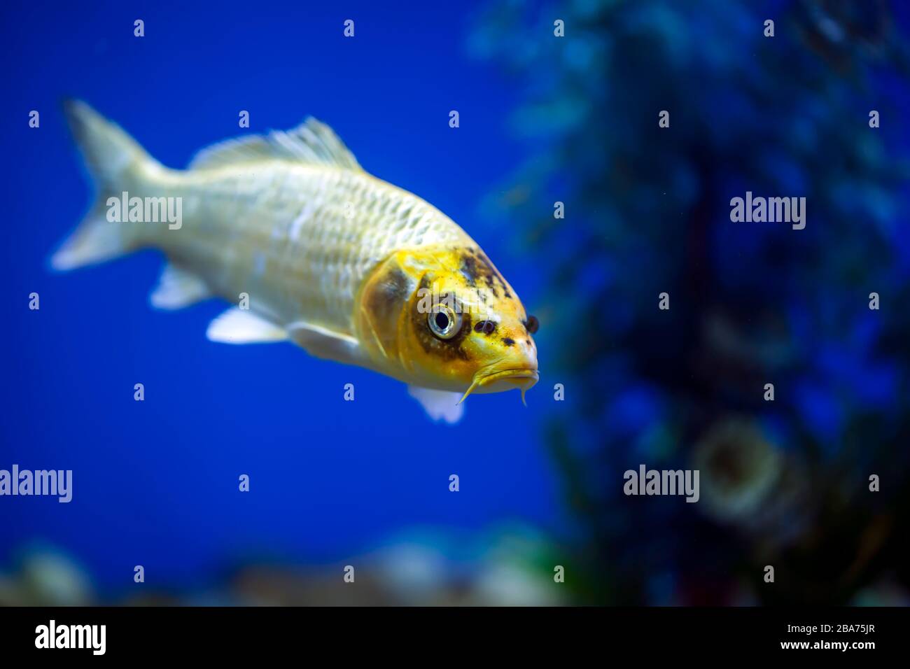 Ornamental fish, koi fish, blue background Stock Photo - Alamy