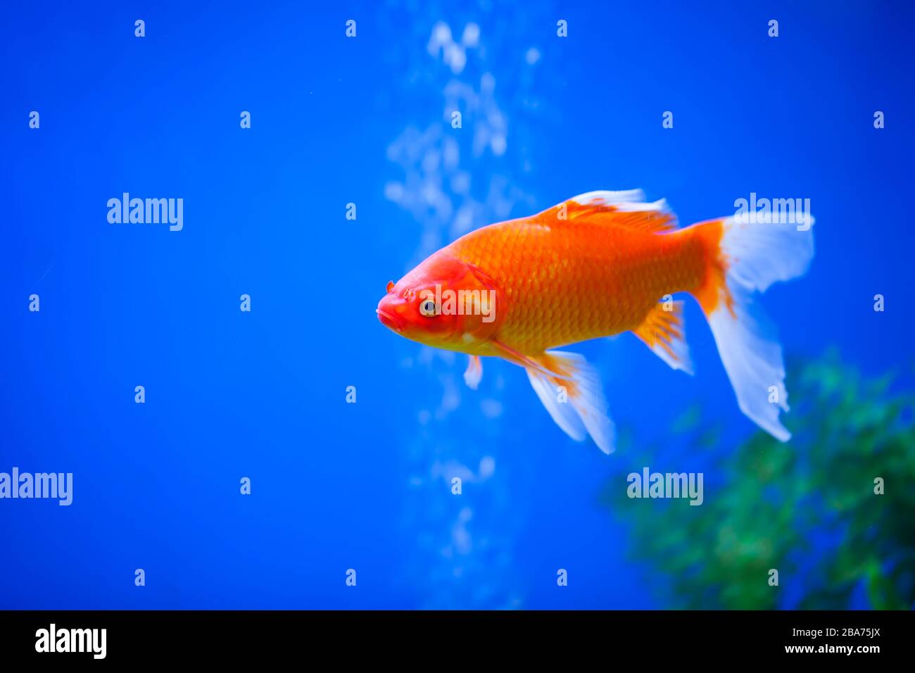 Ornamental fish, koi fish, blue background Stock Photo - Alamy