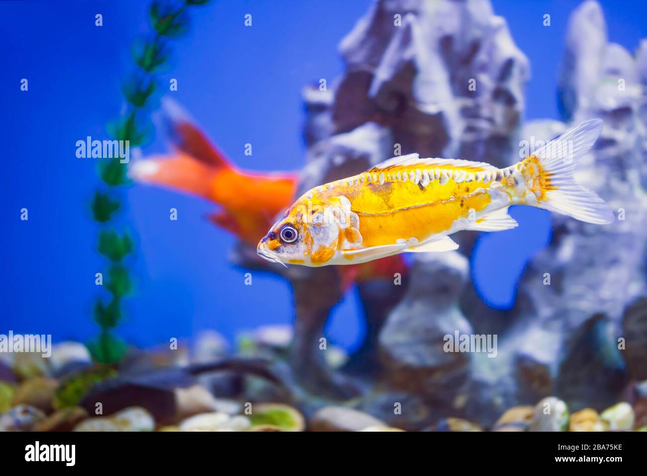 Ornamental fish, koi fish, blue background Stock Photo - Alamy
