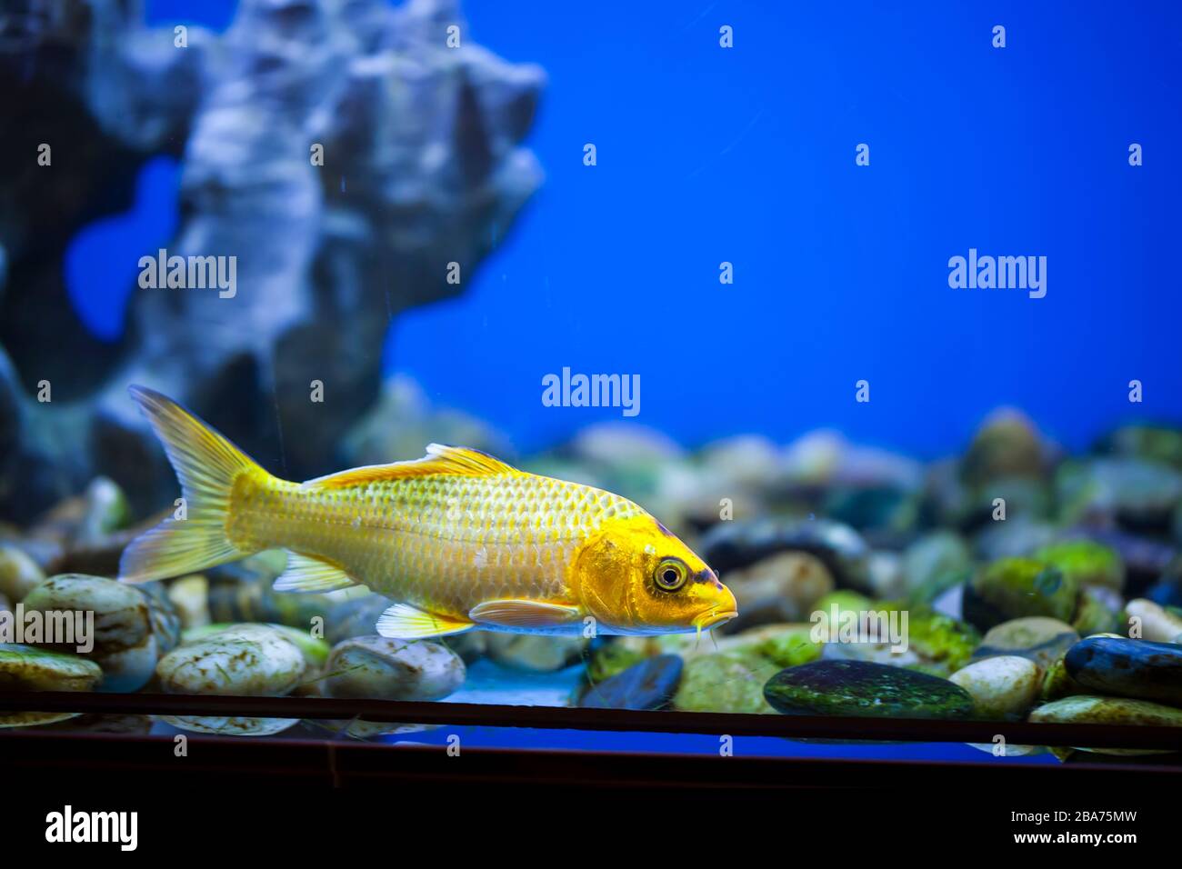 Ornamental fish, koi fish, blue background Stock Photo - Alamy