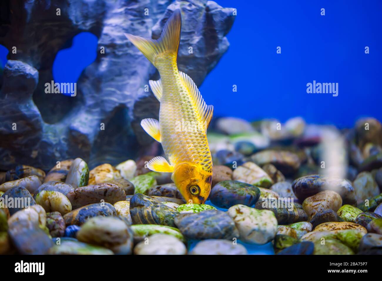 Ornamental fish, koi fish, blue background Stock Photo - Alamy