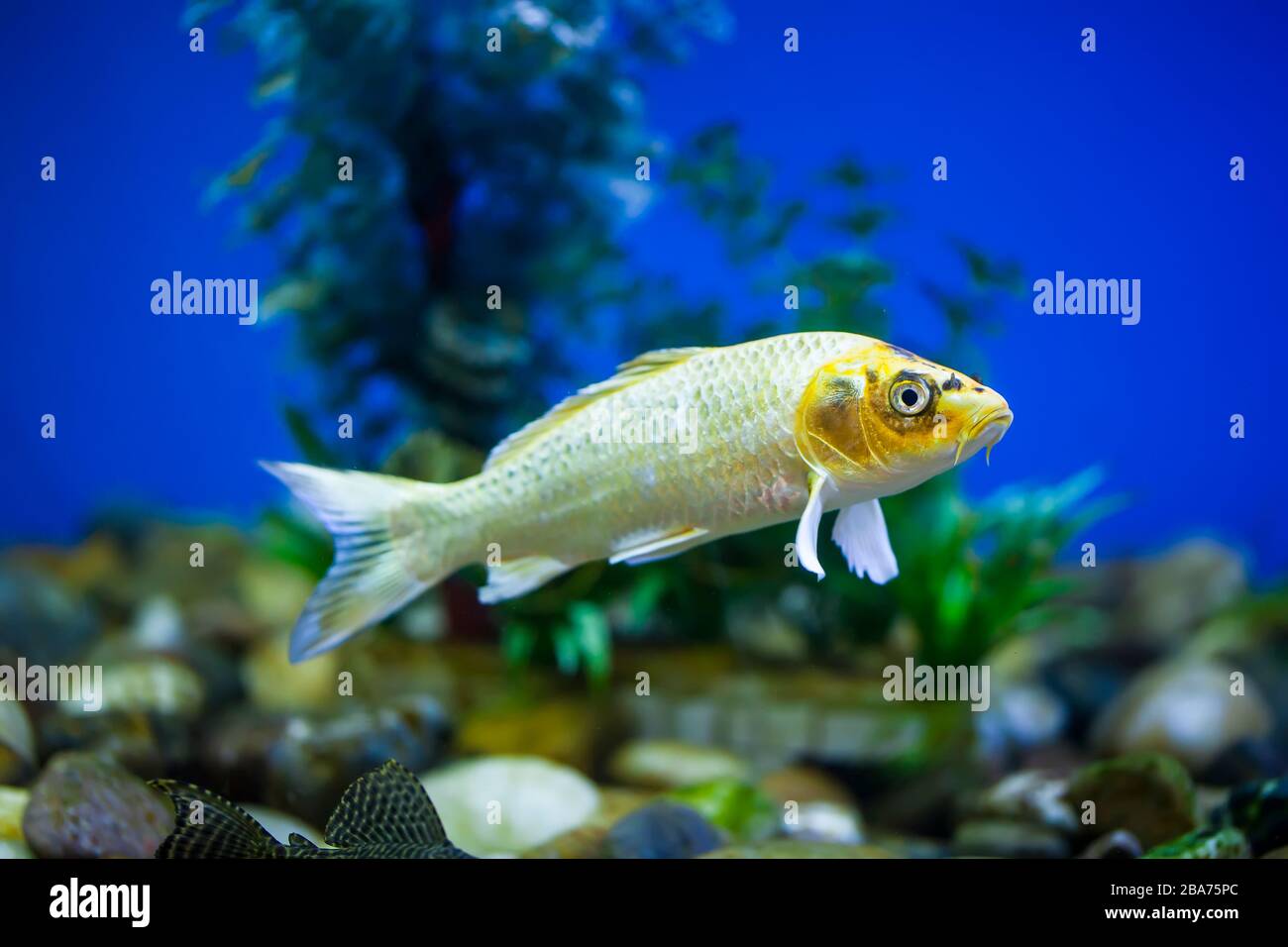 Ornamental fish, koi fish, blue background Stock Photo - Alamy