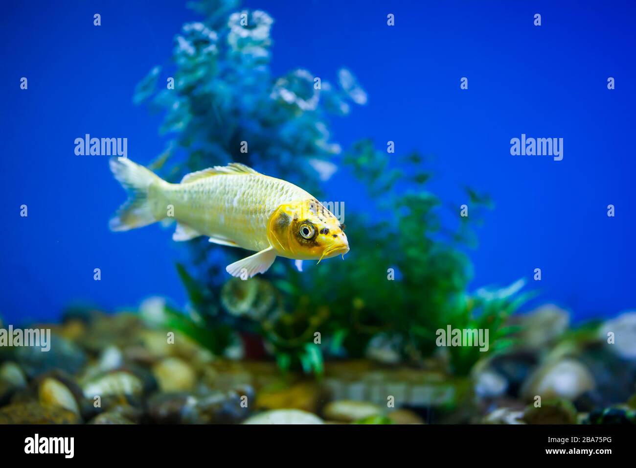 Ornamental fish, koi fish, blue background Stock Photo - Alamy