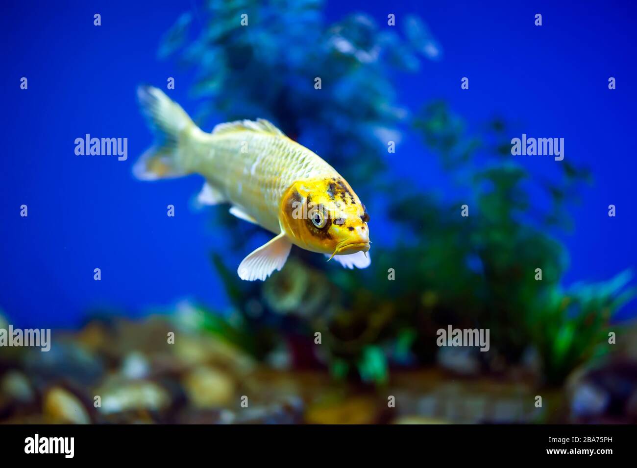 Ornamental fish, koi fish, blue background Stock Photo - Alamy
