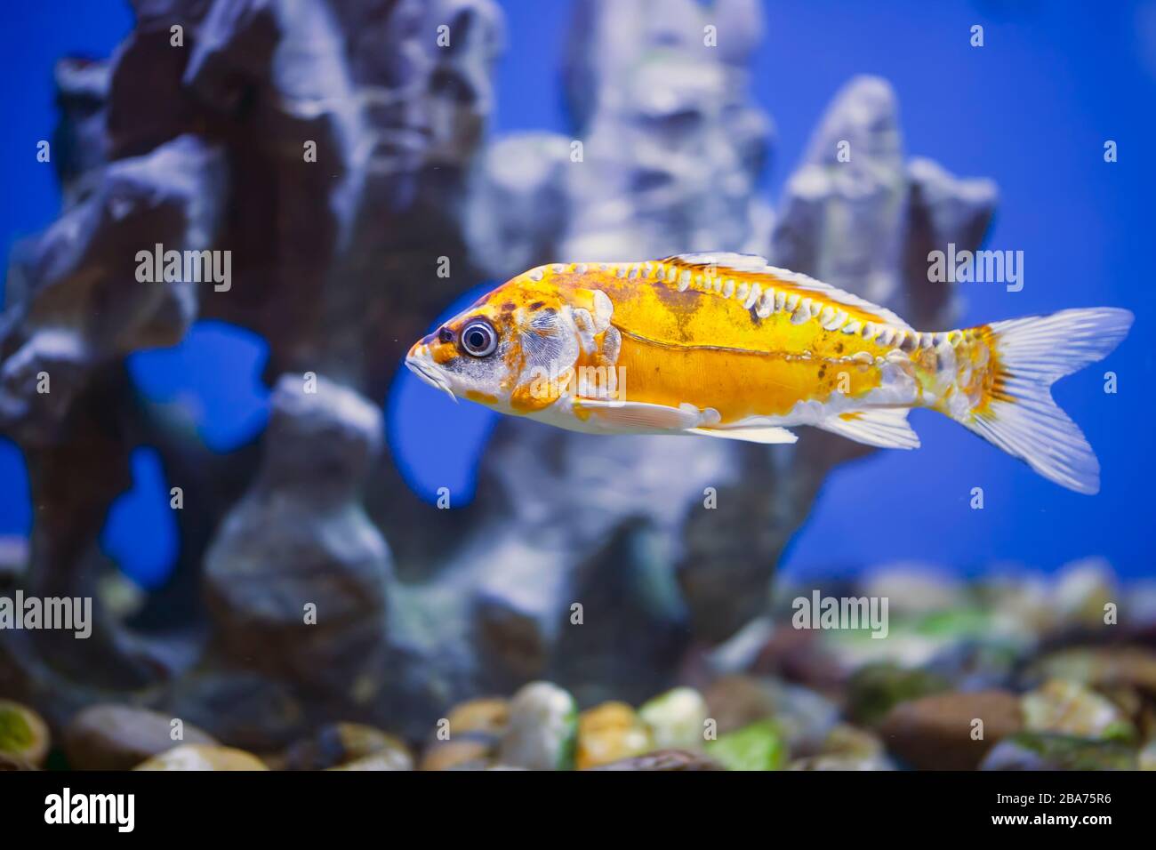 Ornamental fish, koi fish, blue background Stock Photo - Alamy