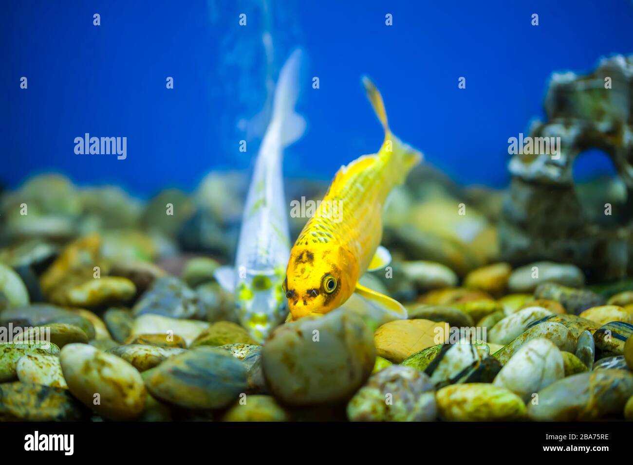 Ornamental fish, koi fish, blue background Stock Photo - Alamy