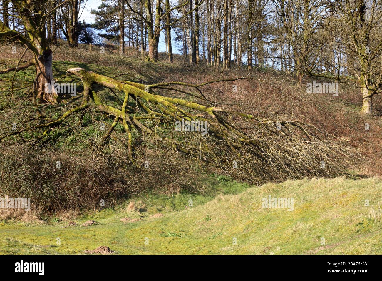Sad Broken Tree Branch
