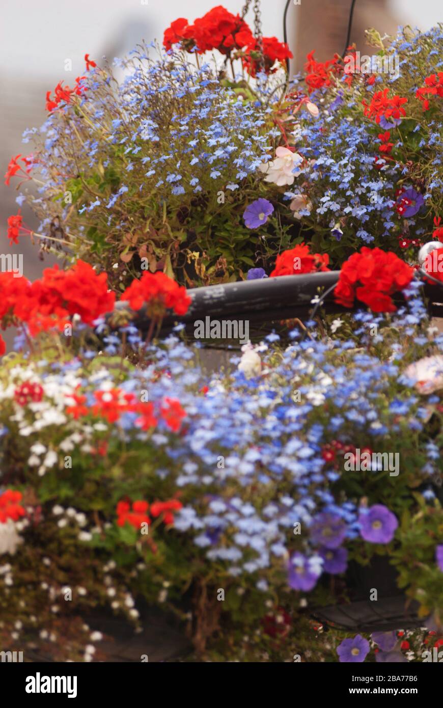 Geraniums lobelia hi-res stock photography and images - Alamy
