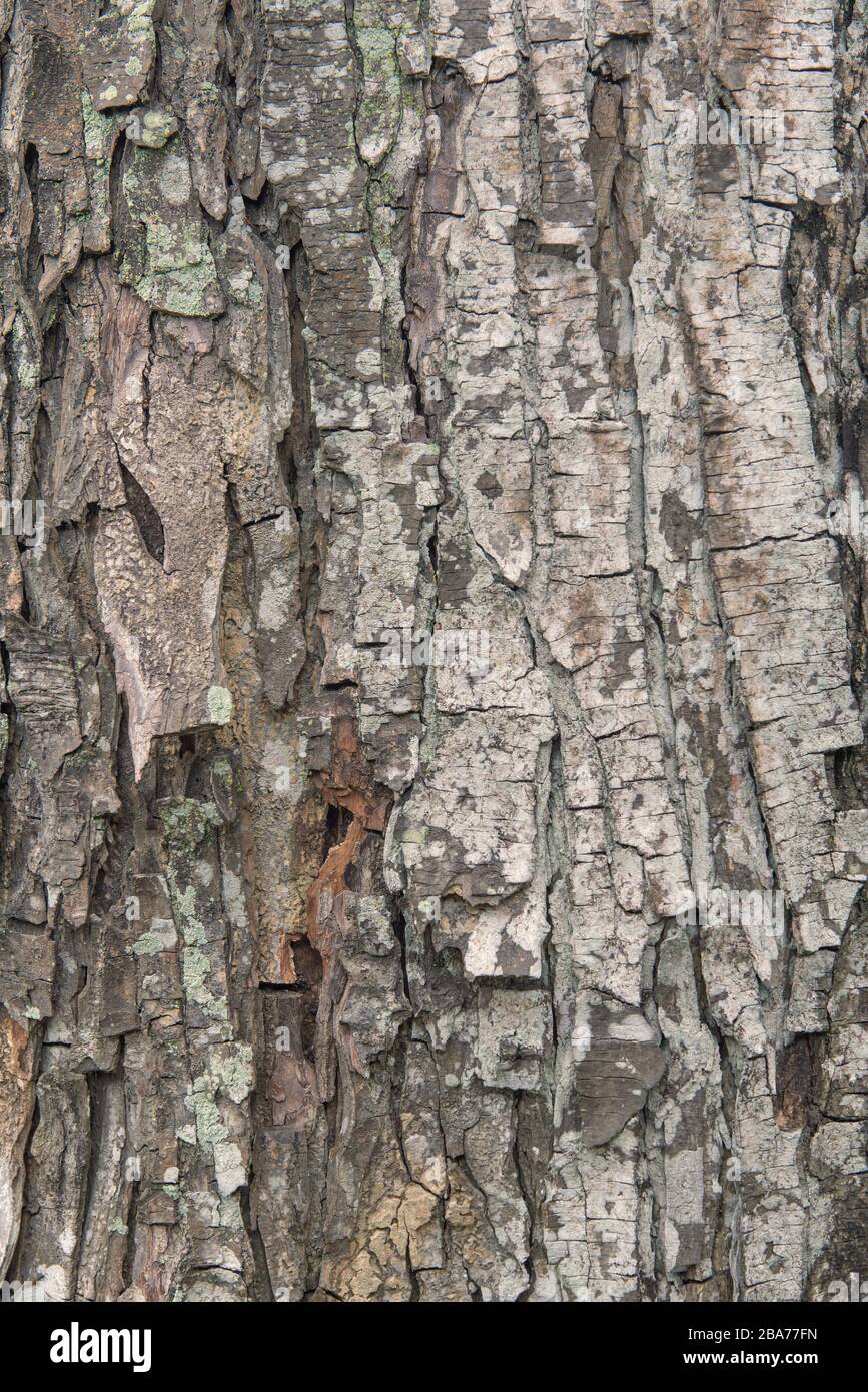 tree bark texture pattern for background Stock Photo - Alamy
