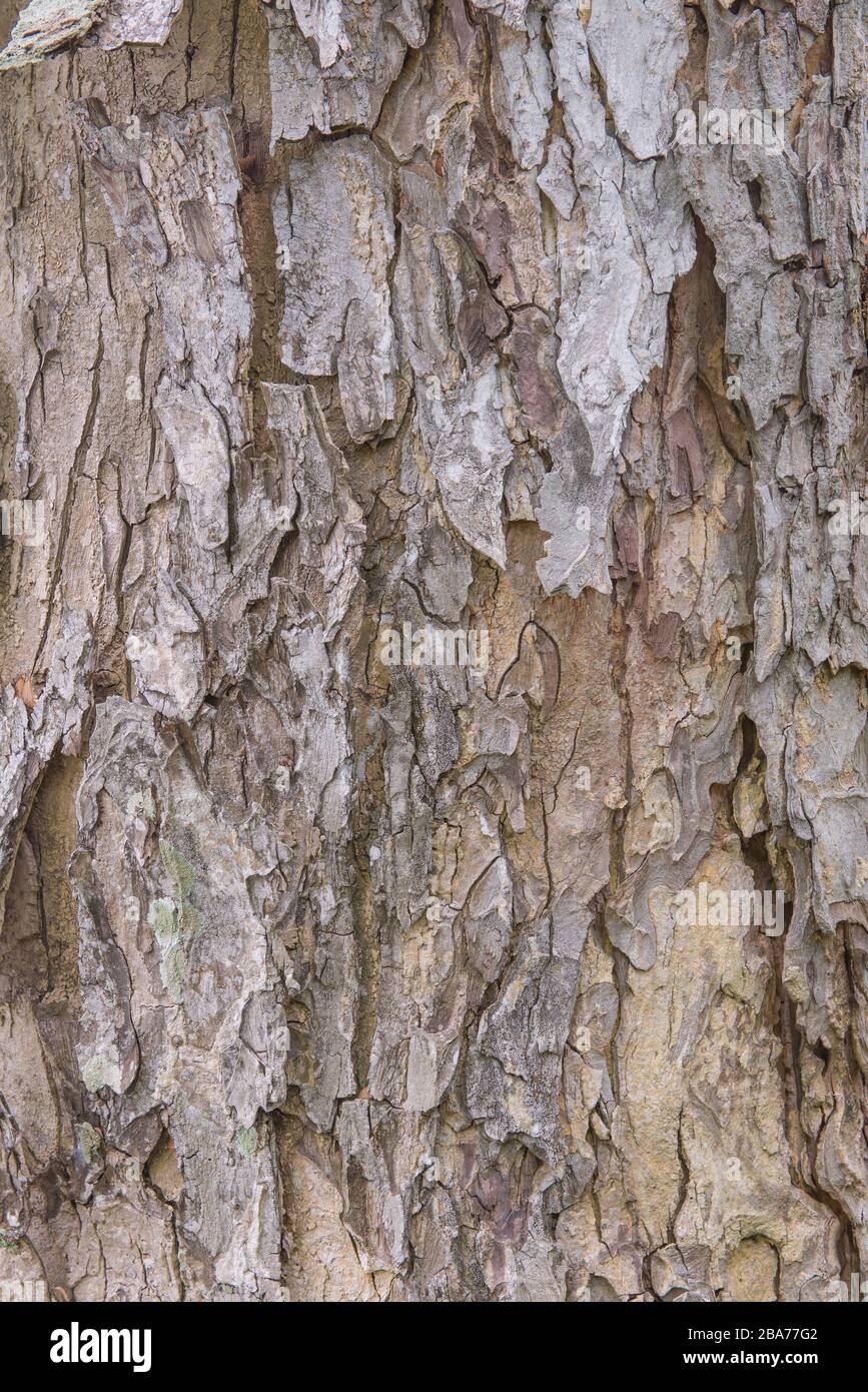 tree bark texture pattern for background Stock Photo - Alamy