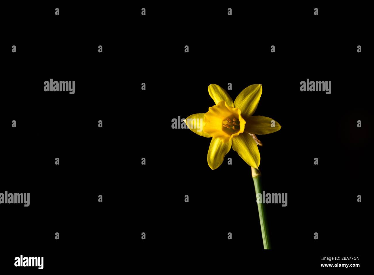 Image of daffodil with black background hi-res stock photography and ...