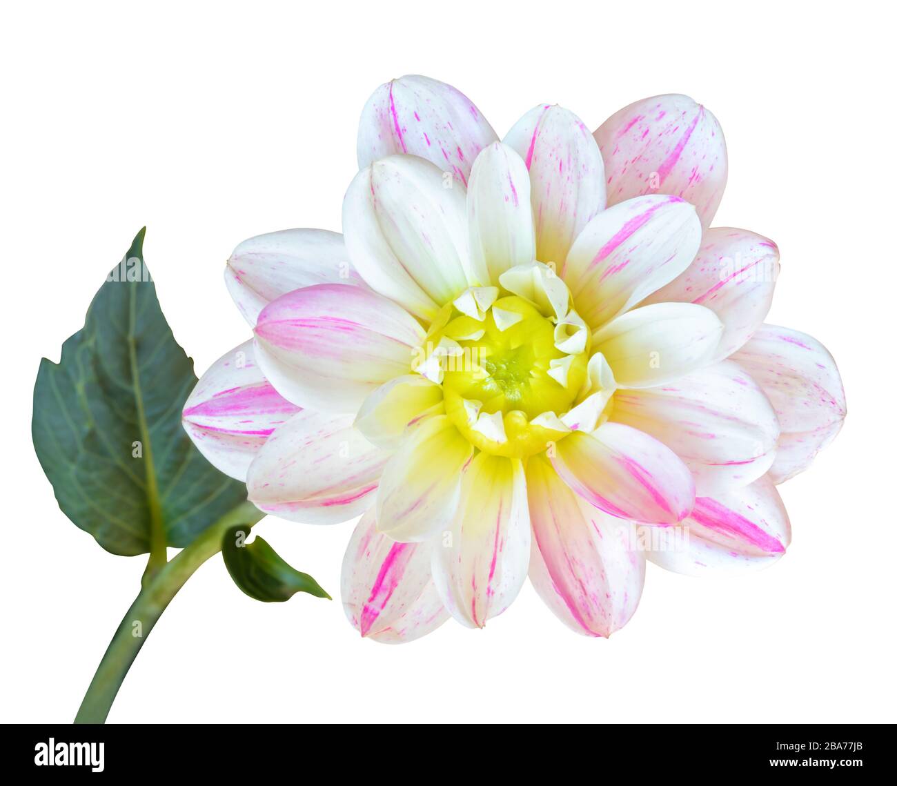 Beautiful Dahlia with plant stem and green leaf isolated on white ...