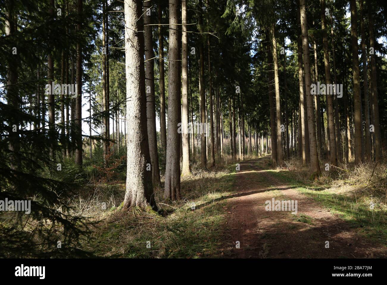Forest with tall fir trees and forest road Stock Photo - Alamy