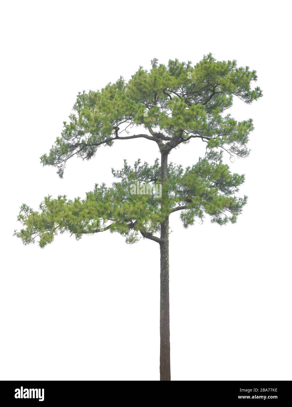 tree in summer isolate on white background Stock Photo - Alamy