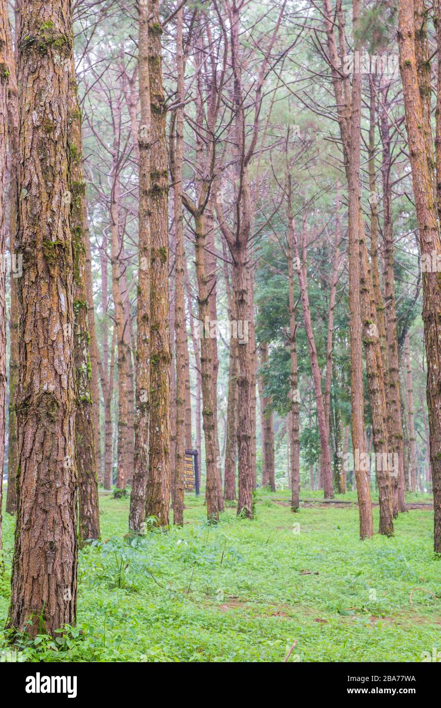 trunks of tall old trees in a pine forest Stock Photo - Alamy