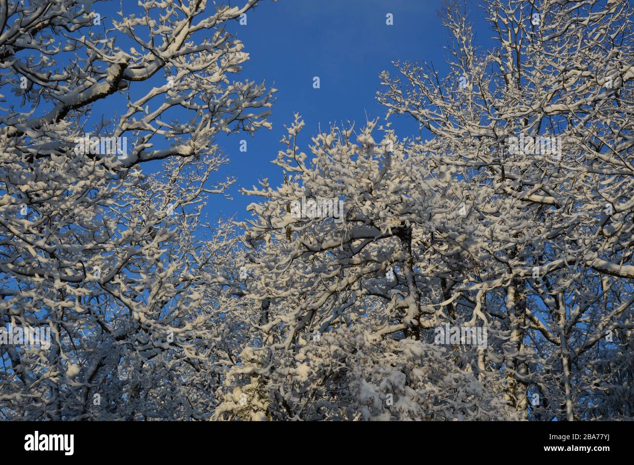 Close-up on snow covered trees in march with blue sky background Stock ...