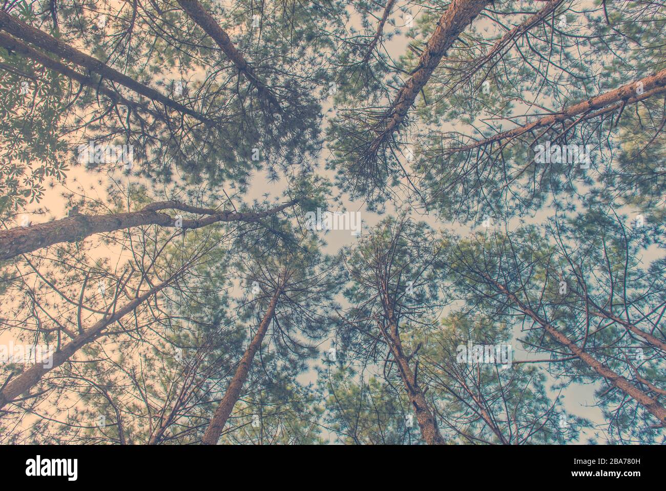 Crowded trunks hi-res stock photography and images - Alamy