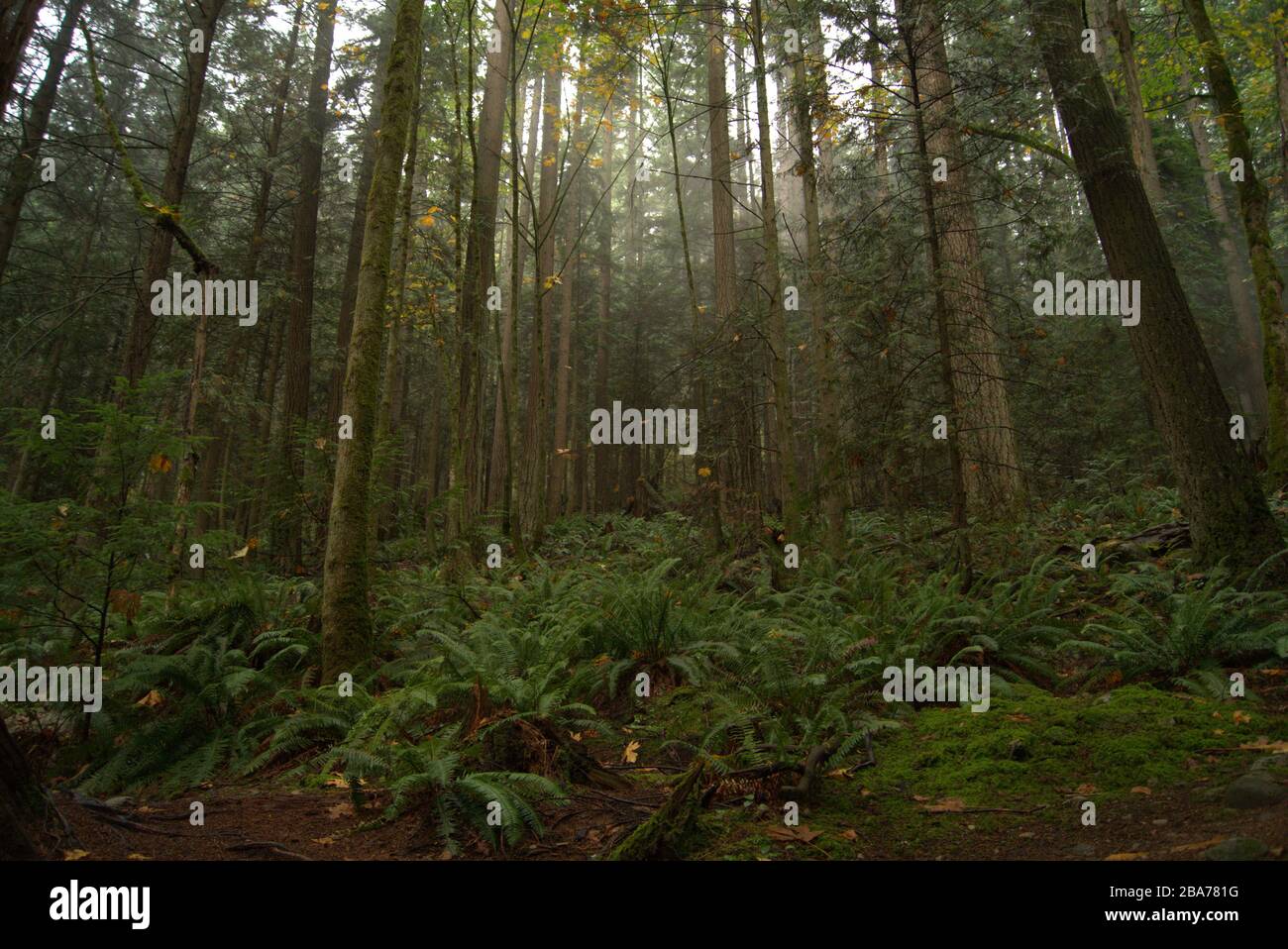 Canadian Forest in the Summer Stock Photo - Alamy
