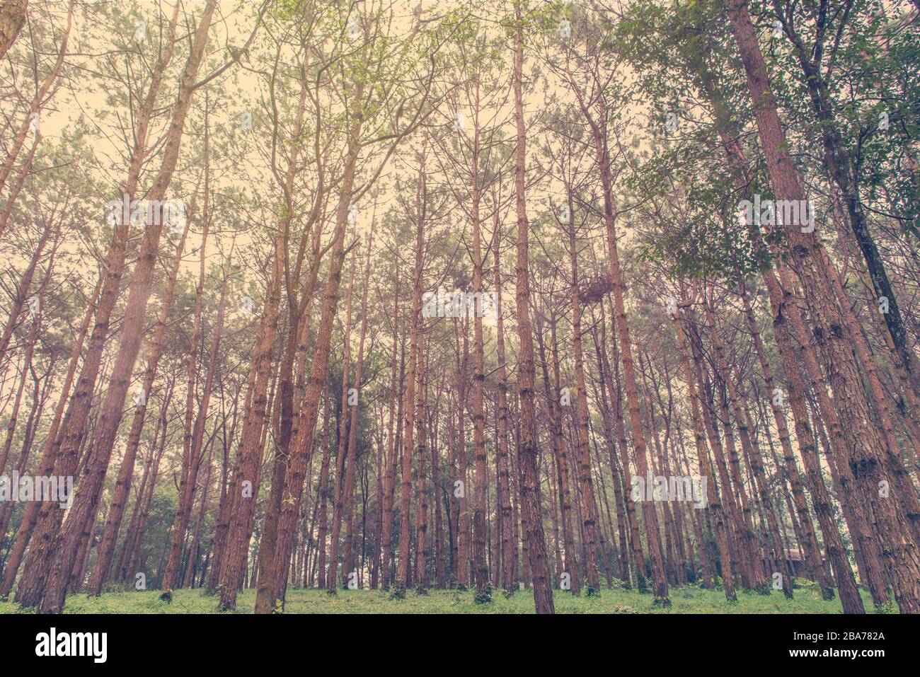trunks of tall old trees in a pine forest Stock Photo - Alamy