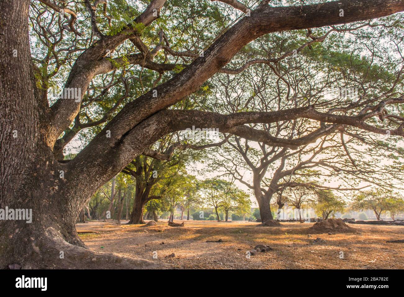 Forest big Tree with sun light in public park Stock Photo - Alamy
