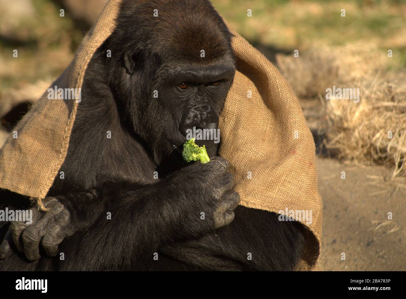 Broccoli Eating Monkey Stock Photo - Alamy