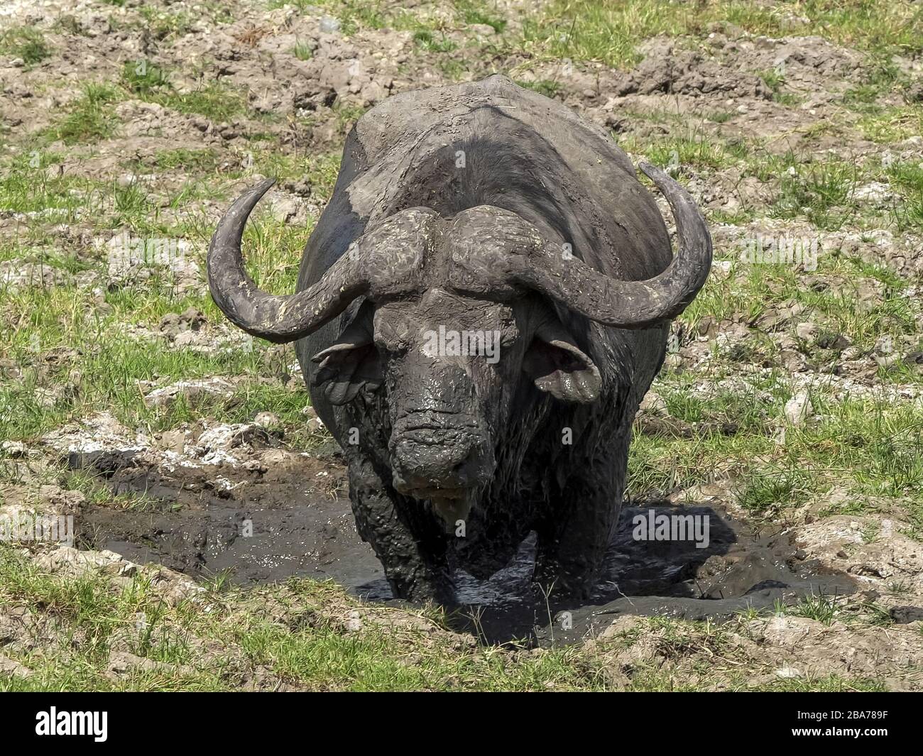 Buffalo wallow hi-res stock photography and images - Alamy