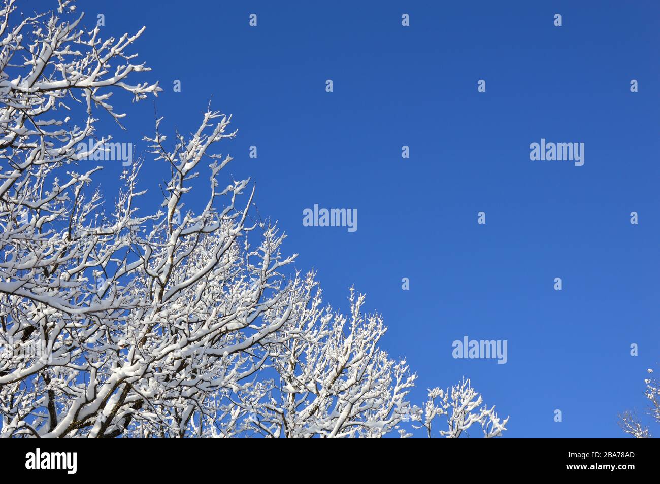 Close-up on snow covered trees in march with blue sky background Stock ...