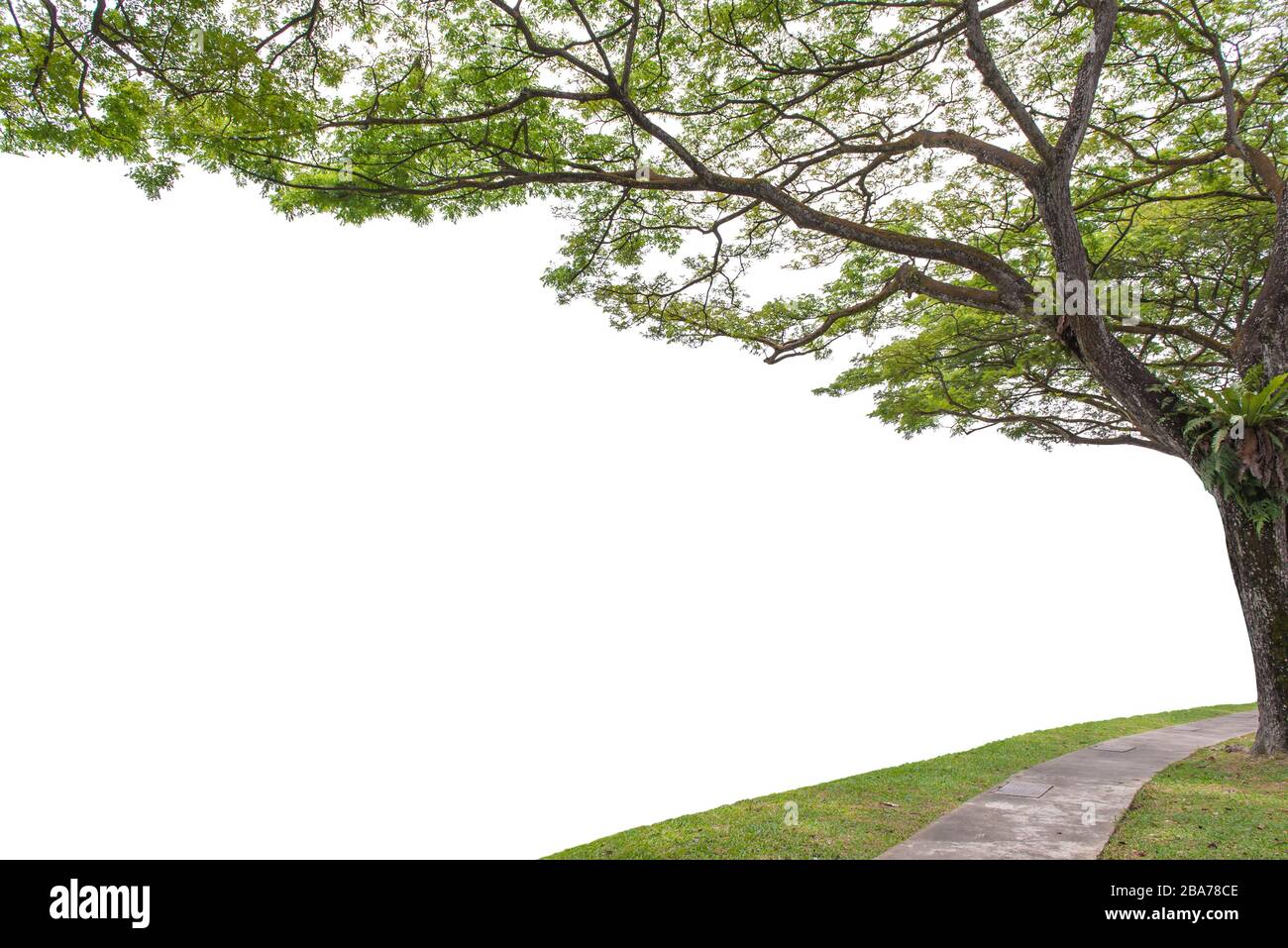 Oak tree in forest from ground hi-res stock photography and images - Alamy