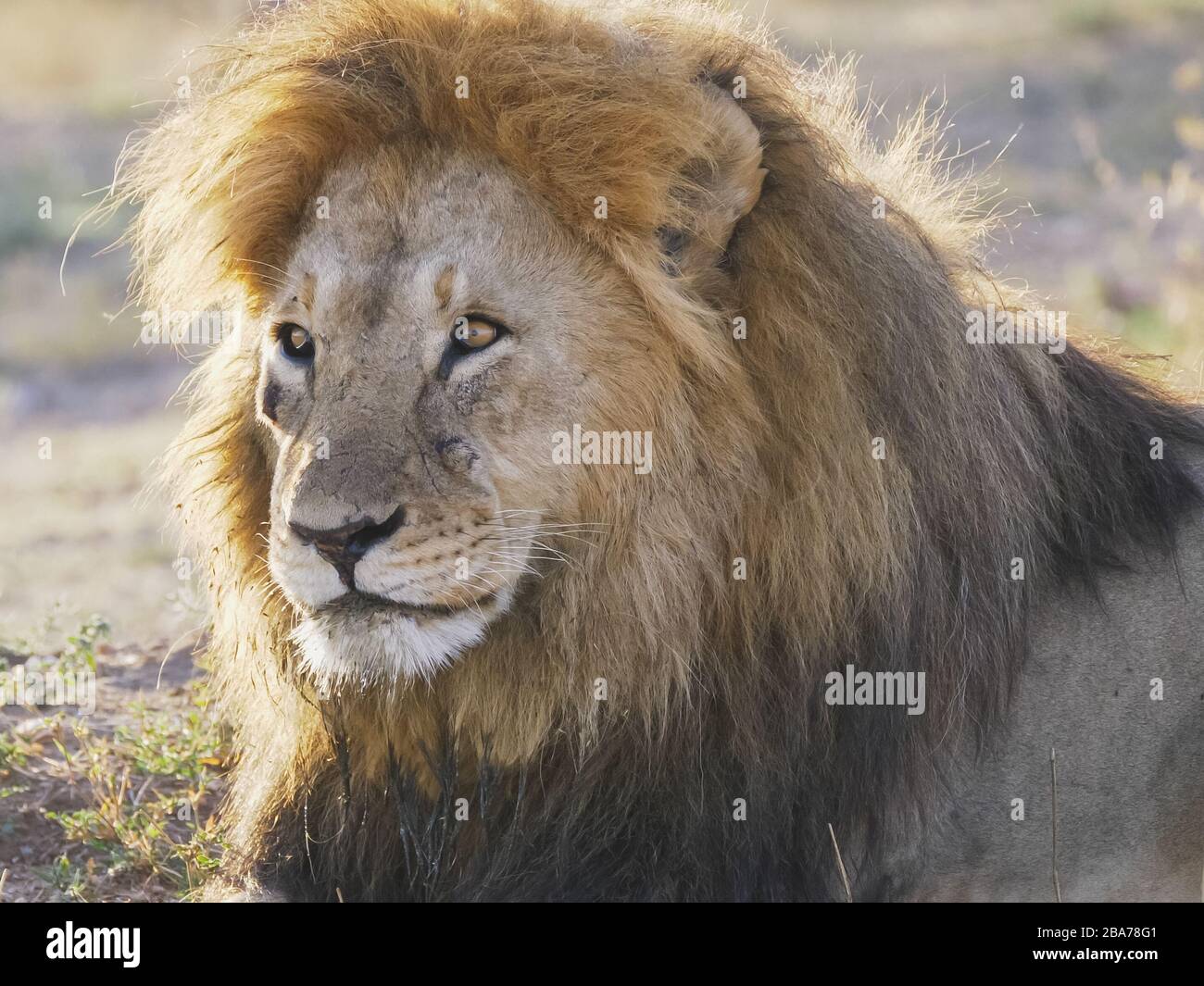 Male lion sitting watching hi-res stock photography and images - Alamy