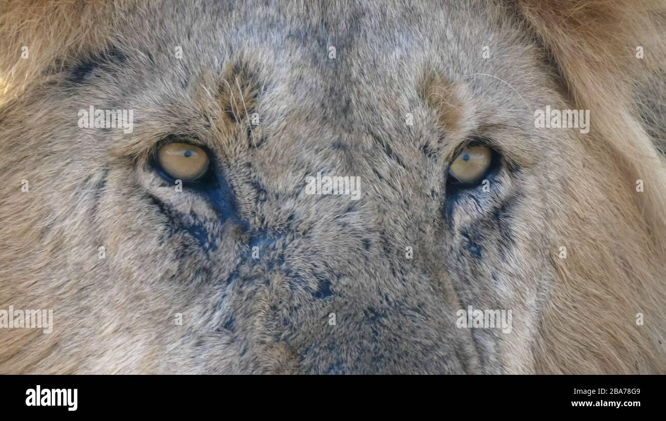 extreme close up shot of a male lion's eyes at serengeti Stock Photo ...