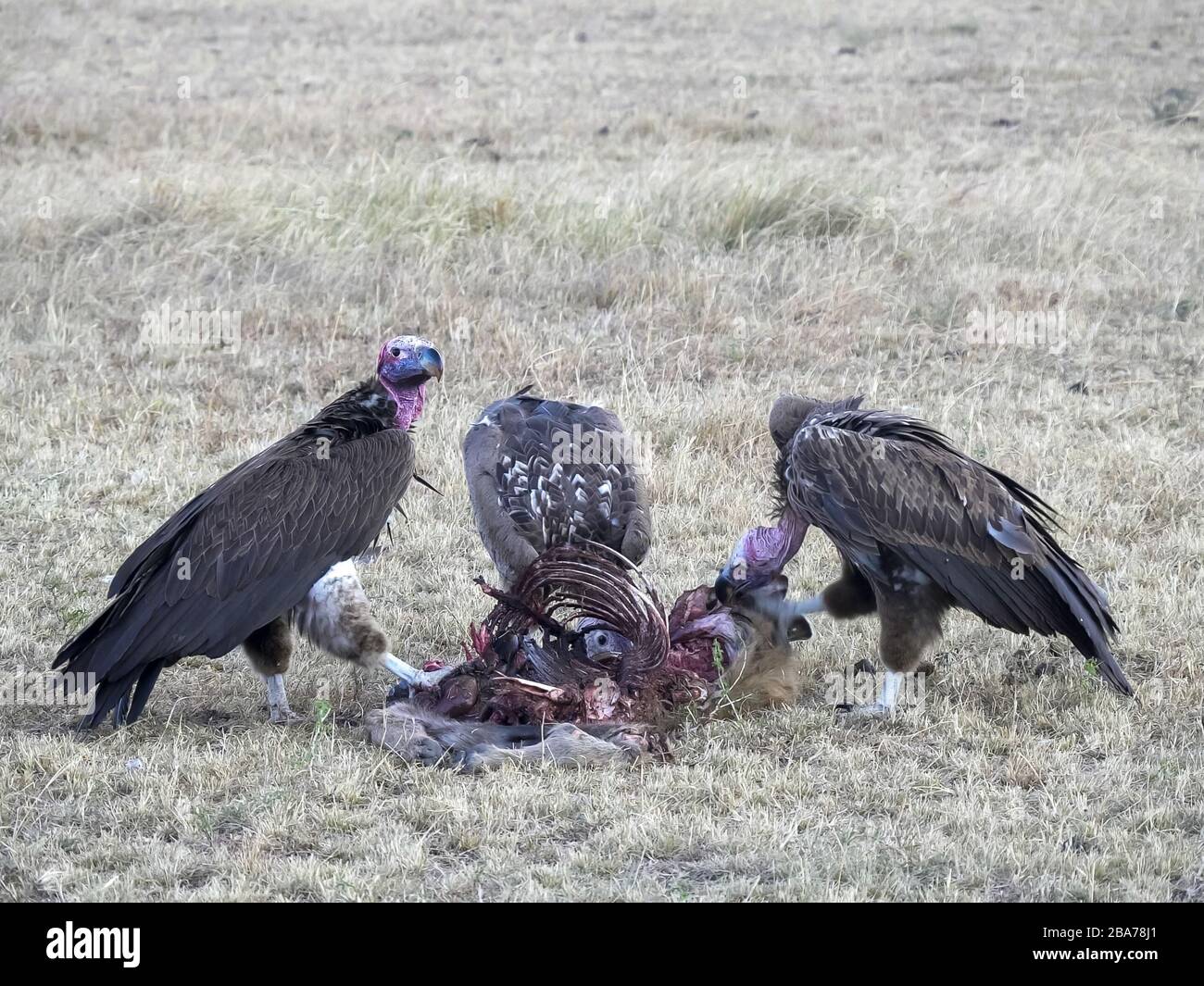three vultures feeding on a carcass at masai mara in kenya Stock Photo - Alamy