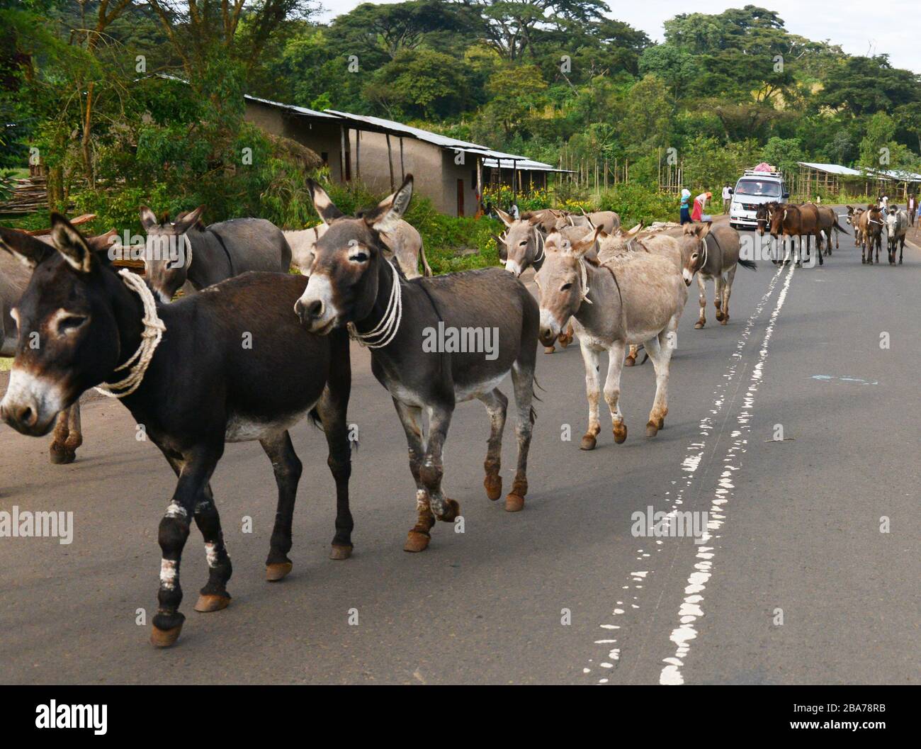 Donkeys and mules walking on the road to Bongo in Oromia, Ethiopia ...