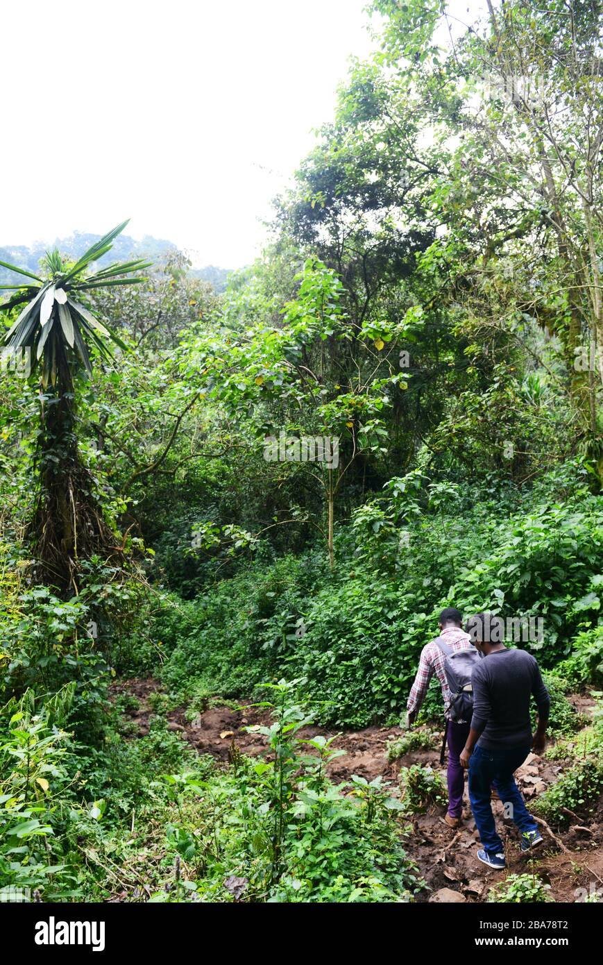 Hiking in the forest in the Kafa region of Ethiopia Stock Photo - Alamy