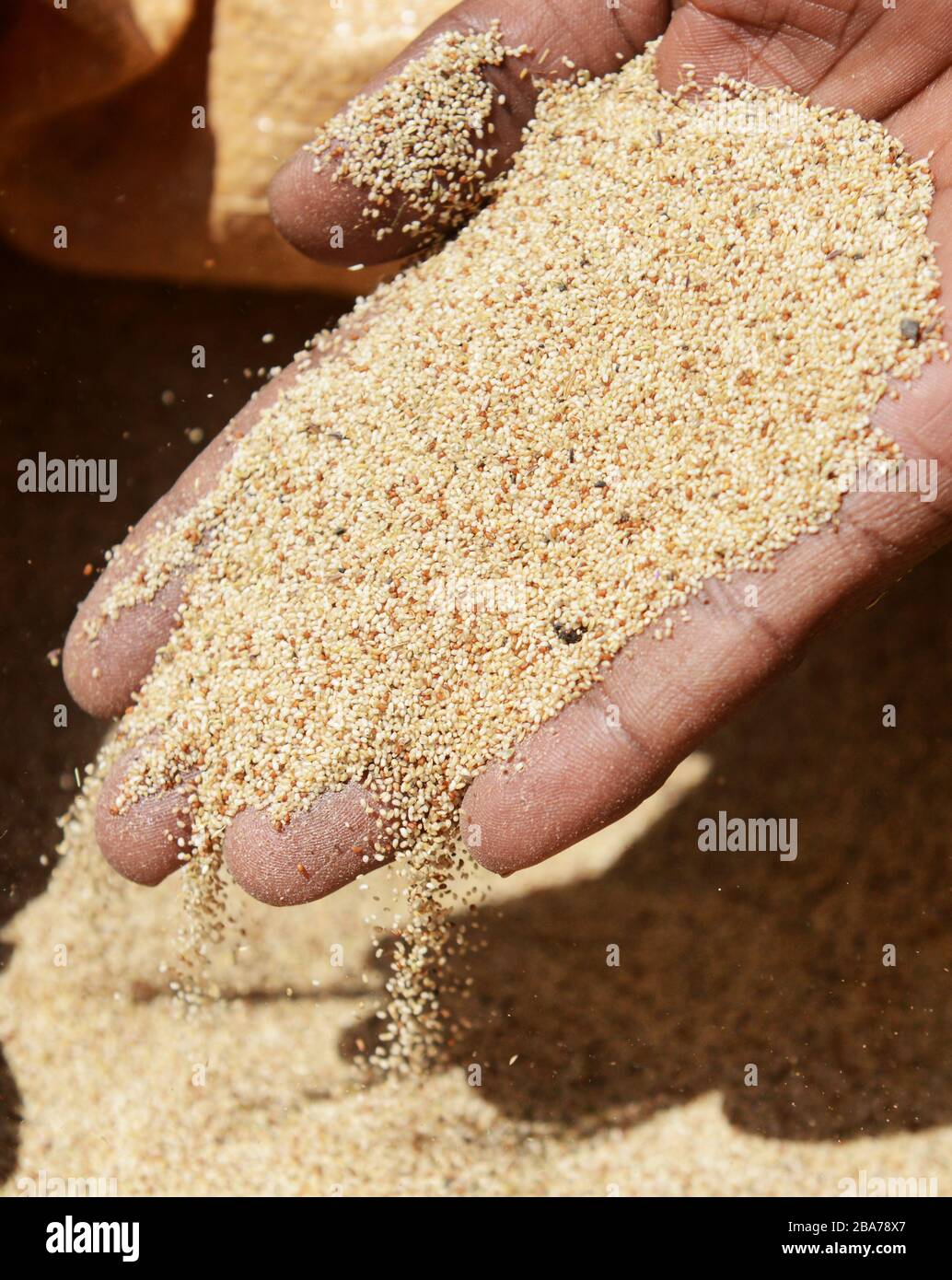Teff grains sold at the waliso marekt in Oromia, Ethiopia Stock Photo ...
