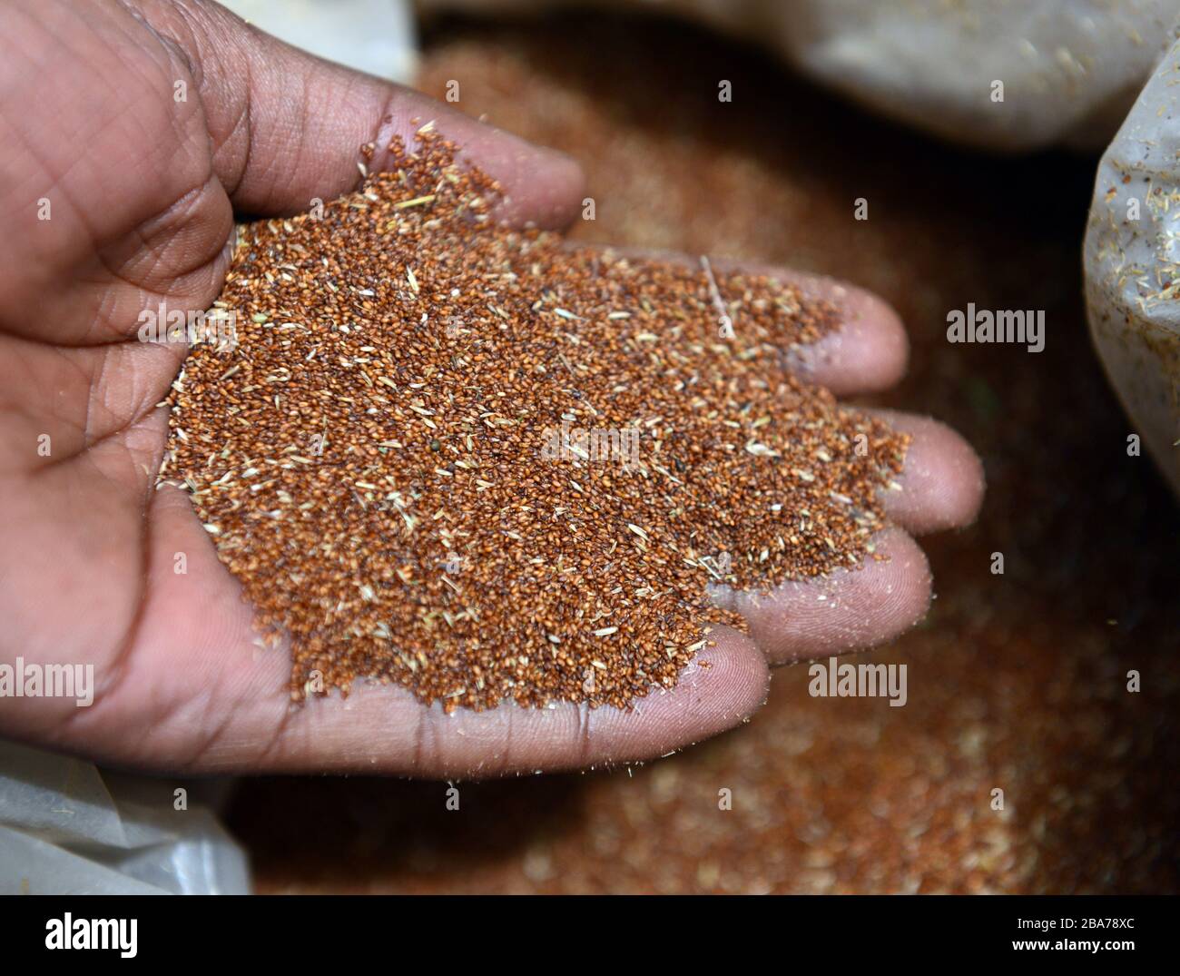 Teff grains sold at the waliso marekt in Oromia, Ethiopia Stock Photo ...