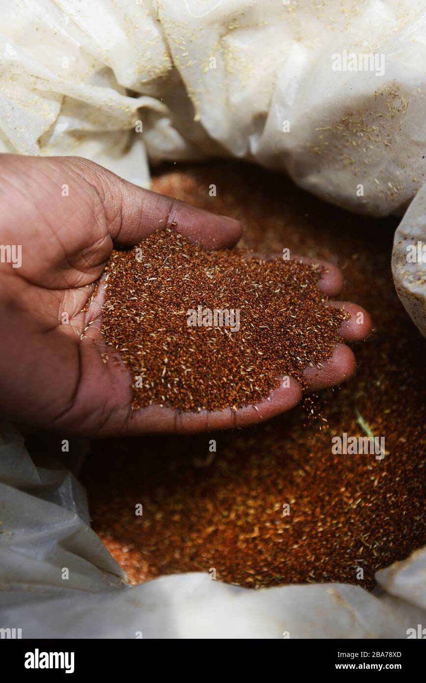 A basket of Red Teff Stock Photo - Alamy