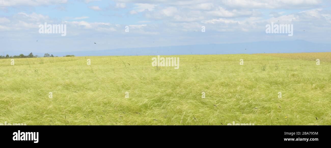 Lovegrass High Resolution Stock Photography and Images - Alamy