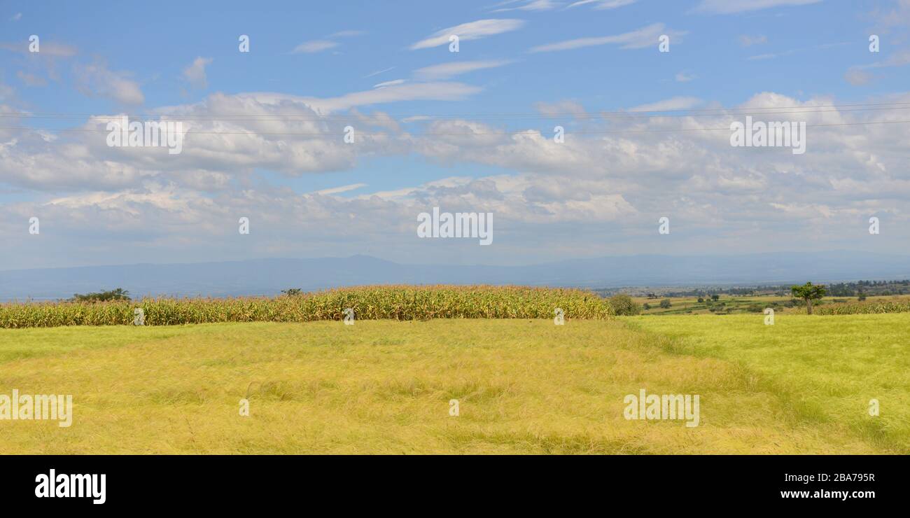 Lovegrass High Resolution Stock Photography and Images - Alamy