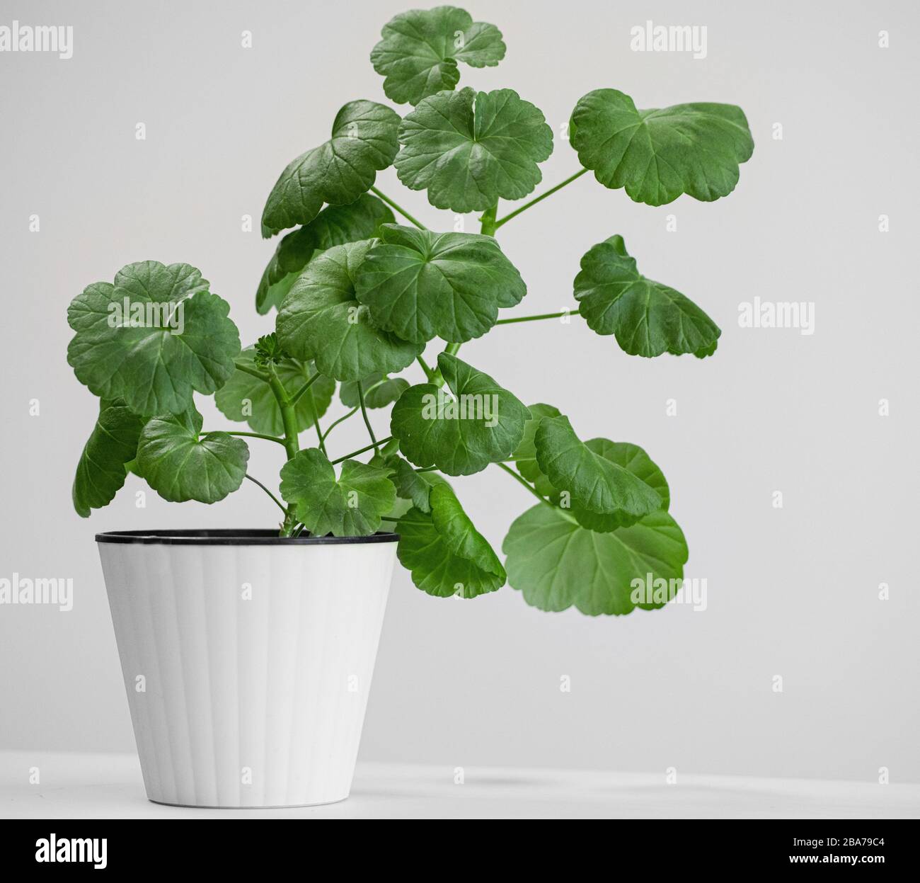 Pelargonium Pot High Resolution Stock Photography and Images - Alamy