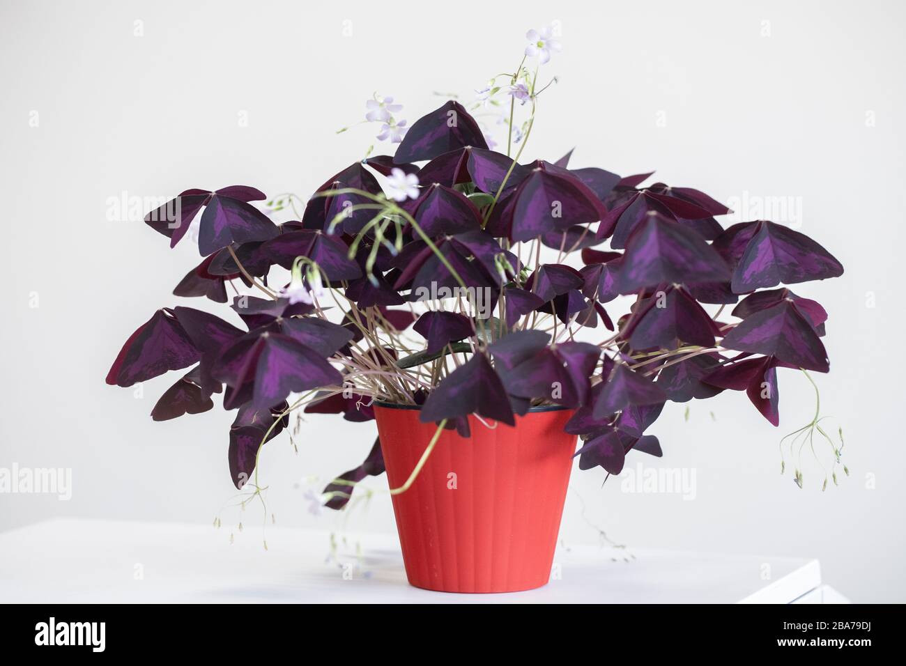 Oxalis triangularis in pot on light background Stock Photo - Alamy